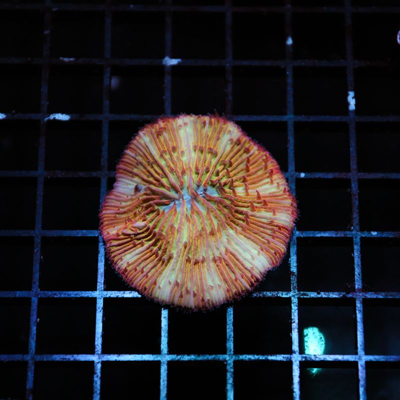Rainbow Plate Coral 4 (Fungia Spp.)