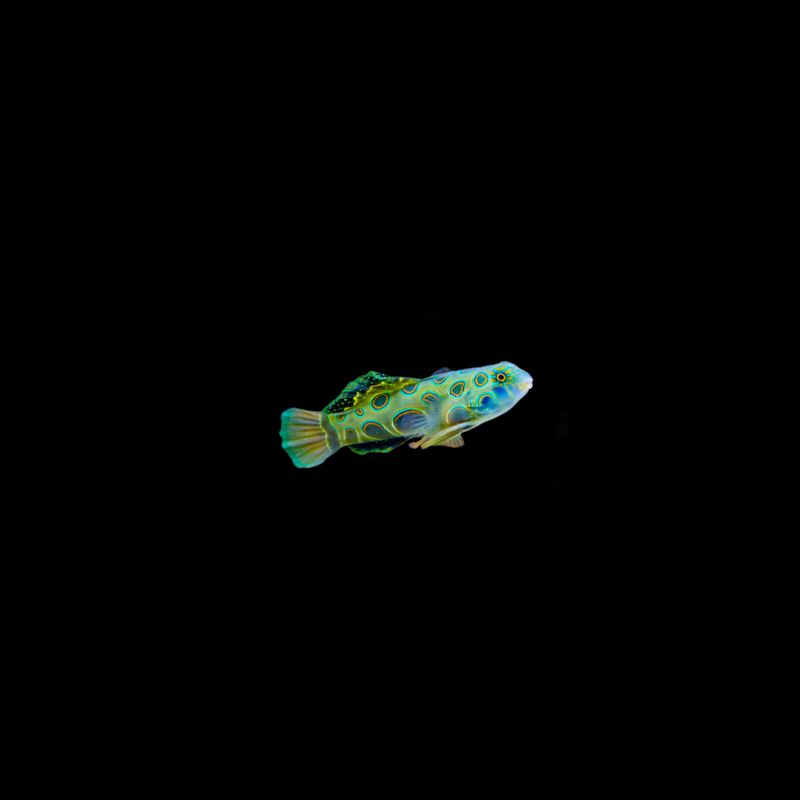 Spotted Mandarin (Synchiropus picturatus)