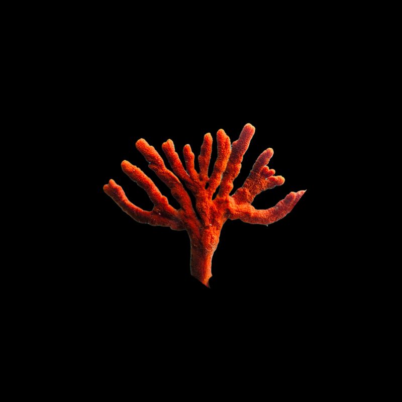 Orange Tree Sponge (Ptilocaulis sp.)
