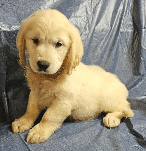 Sold Puppies | Dakota Sport Retrievers