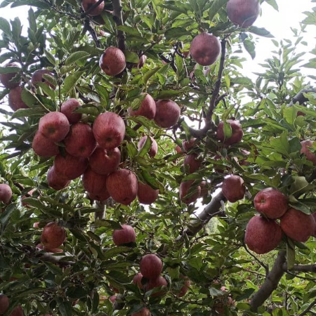 Certified Organic Apples from Lippa, Kinnaur | Crisp & Sweet | Sanesa ...