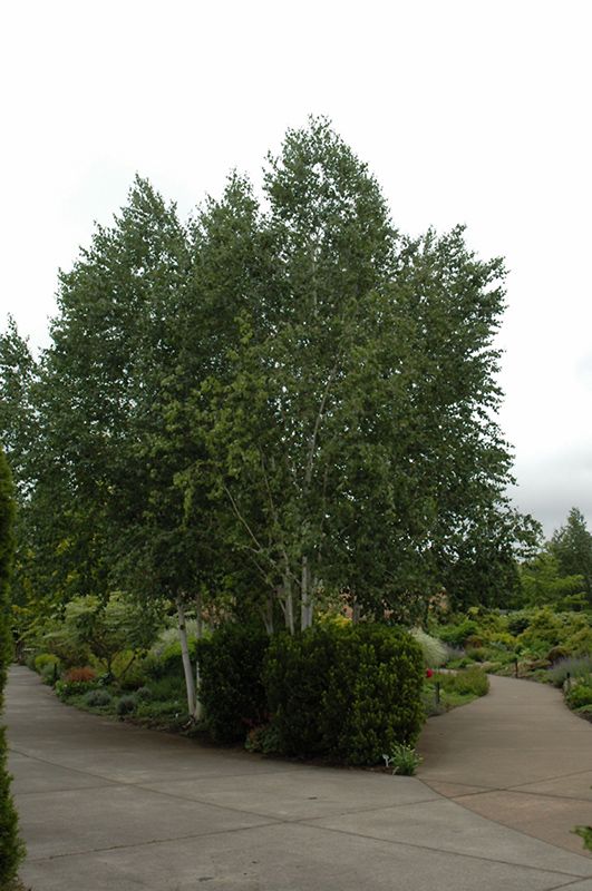 Betula utilis ‘Jacquemonti’ (Multi-Stem Himalayan Birch) 250cm BB ...