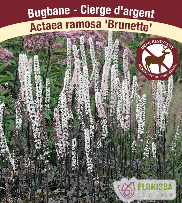 Actaea simplex ‘Brunette’ (Bugbane ) 1G – Store – Murray's Gardens