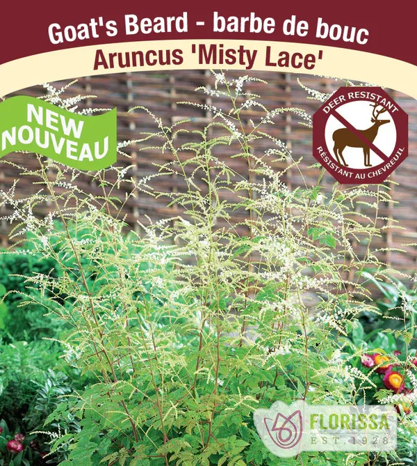 Aruncus dioicus ‘Misty Lace’ (Goatsbeard ) 1G – Store – Murray's Gardens