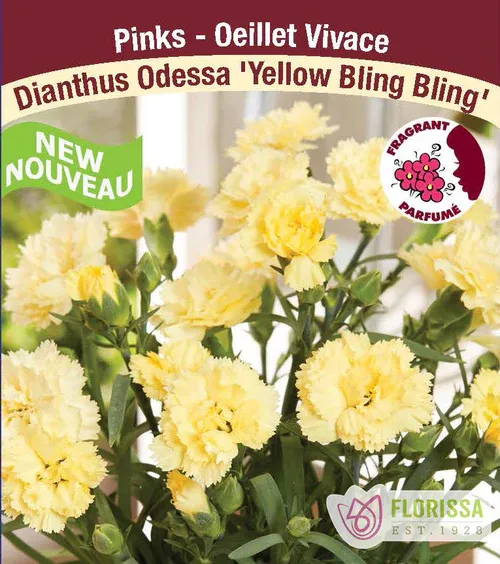 Dianthus ‘Odessa Yellow Bling Bling’ (Dianthus) Jumbo – Store – Murray ...