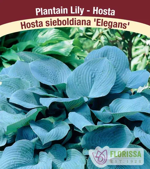 Hosta sieboldiana ‘Elegans’ Jumbo – Store – Murray's Gardens