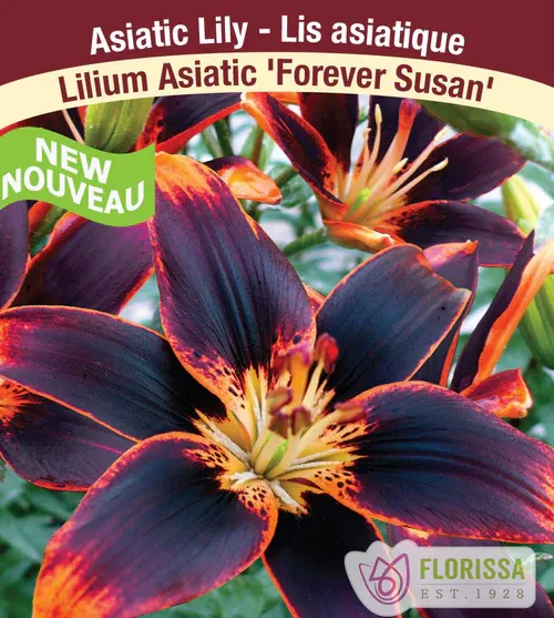 Lilium ‘Forever Susan’ (Orange and Burgundy Asiatic Lily) 1G – Store ...