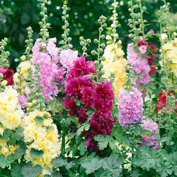 Alcea ‘Spring Celebrities Mix’ (Hollyhock ) Jumbo – Store – Murray's ...