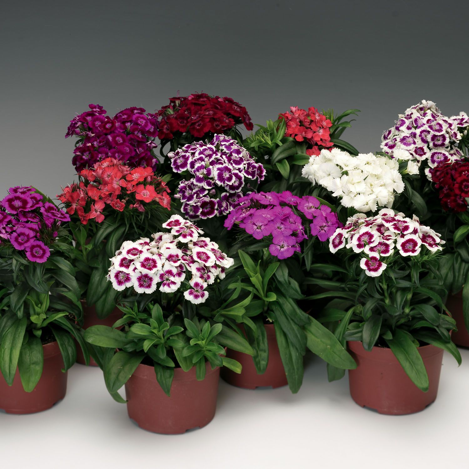 Dianthus barbatus ‘Barbarini Mix’ (Dianthus) Jumbo – Store – Murray's ...