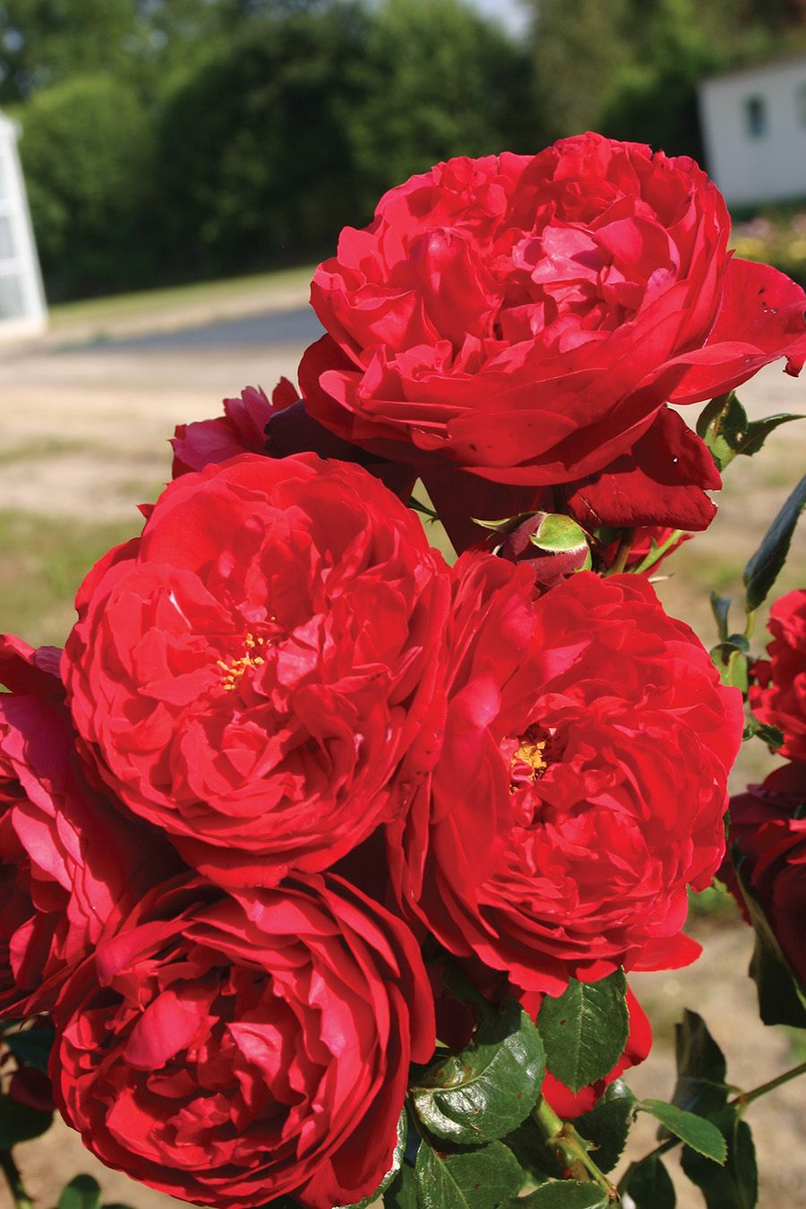 Rosa ‘Florentina Arborose’ (Climbing Red Cupped Rose) 3G – Store ...