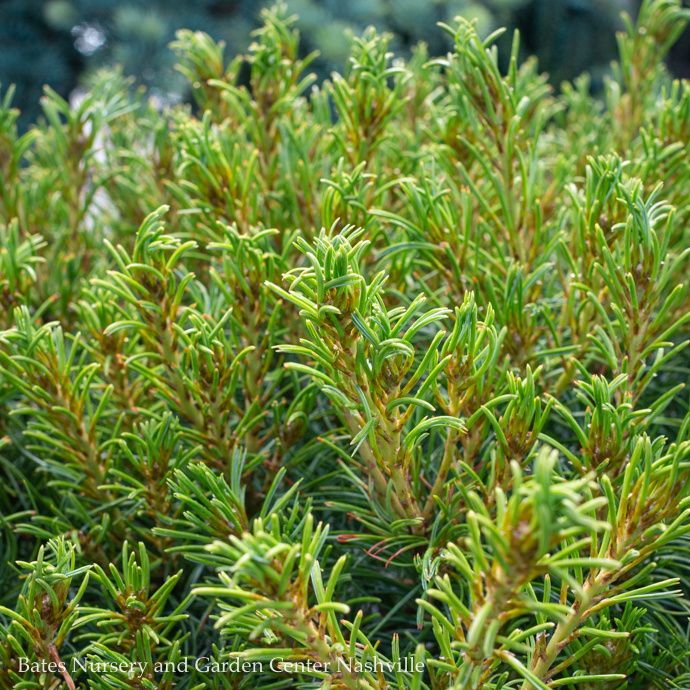 Pine (Pinus) Shrubs | Bates Nursery and Garden Center | Nashville, TN