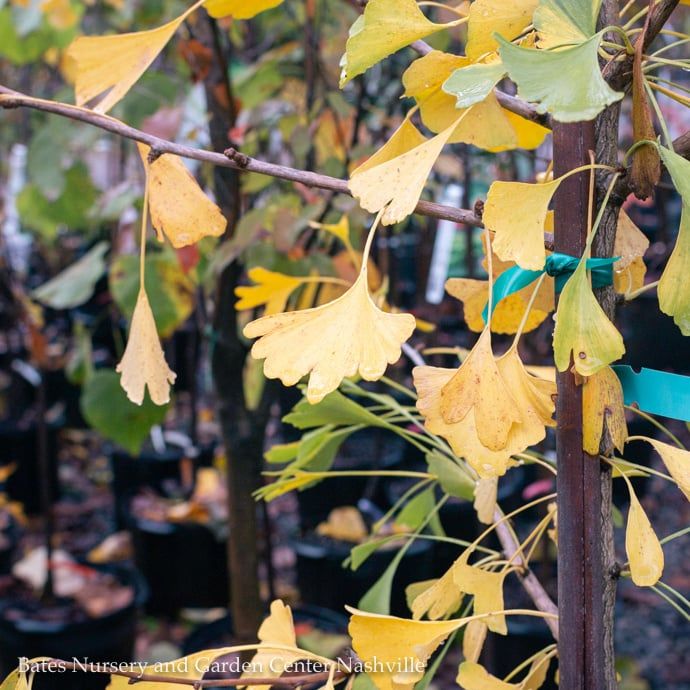 Ginkgo Trees | Bates Nursery & Garden Center | Nashville, TN