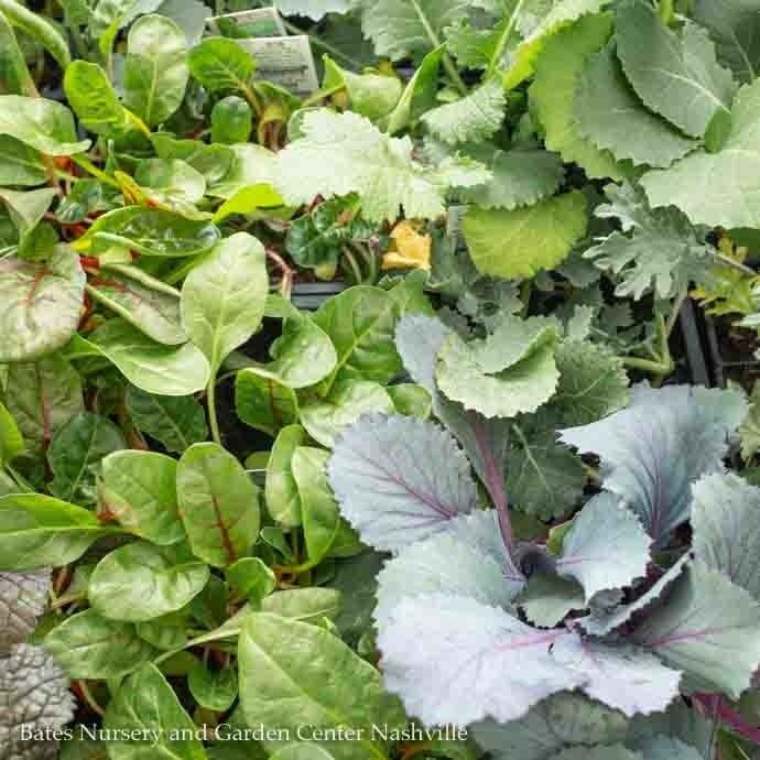 Fruit, Herbs, & Vegetables | Bates Nursery and Garden Center ...