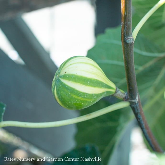 Fruit & Nut Trees | Bates Nursery & Garden Center | Nashville, TN