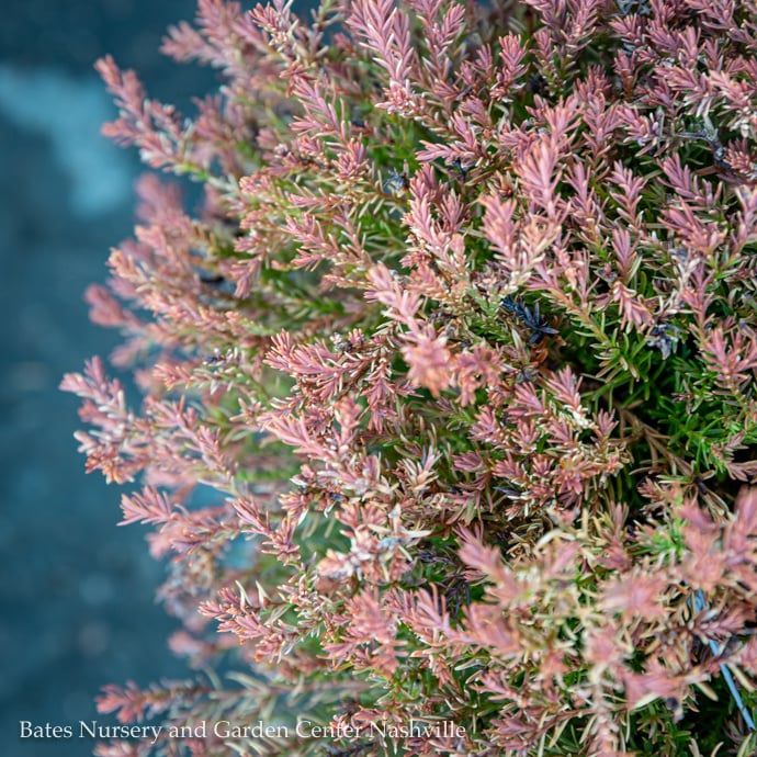 Small Conifer Shrubs | Bates Nursery and Garden Center | Nashville, TN