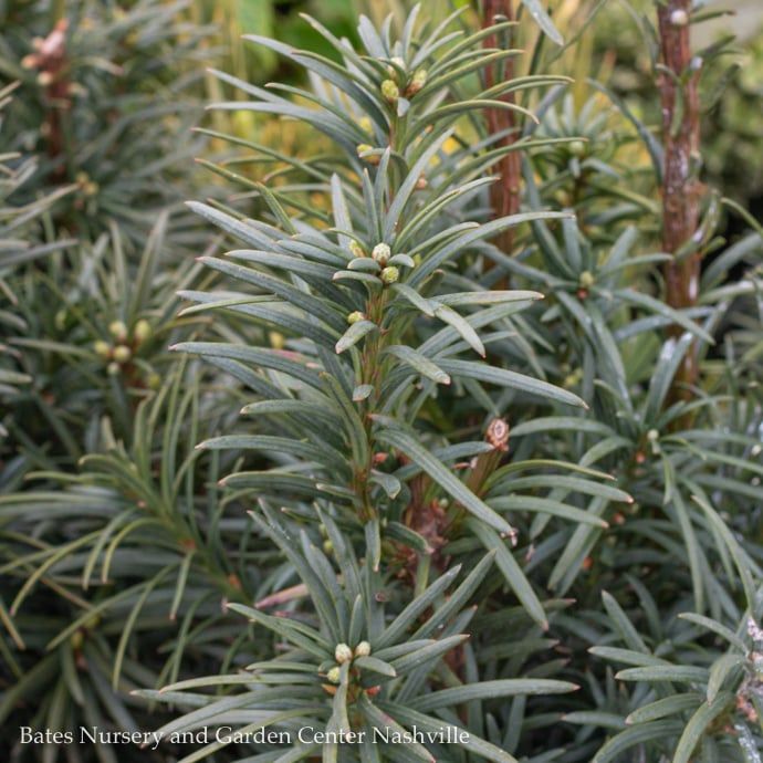 Yew (Taxus) Shrubs | Bates Nursery and Garden Center | Nashville, TN