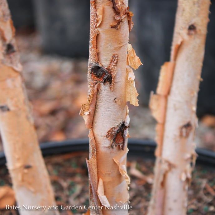 River Birch (Betula) |Trees Bates Nursery & Garden Center | Nashville, TN