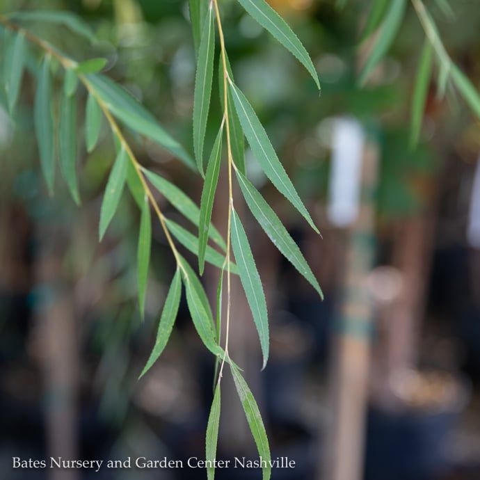Willow (Salix) Trees | Bates Nursery and Garden Center | Nashville, TN
