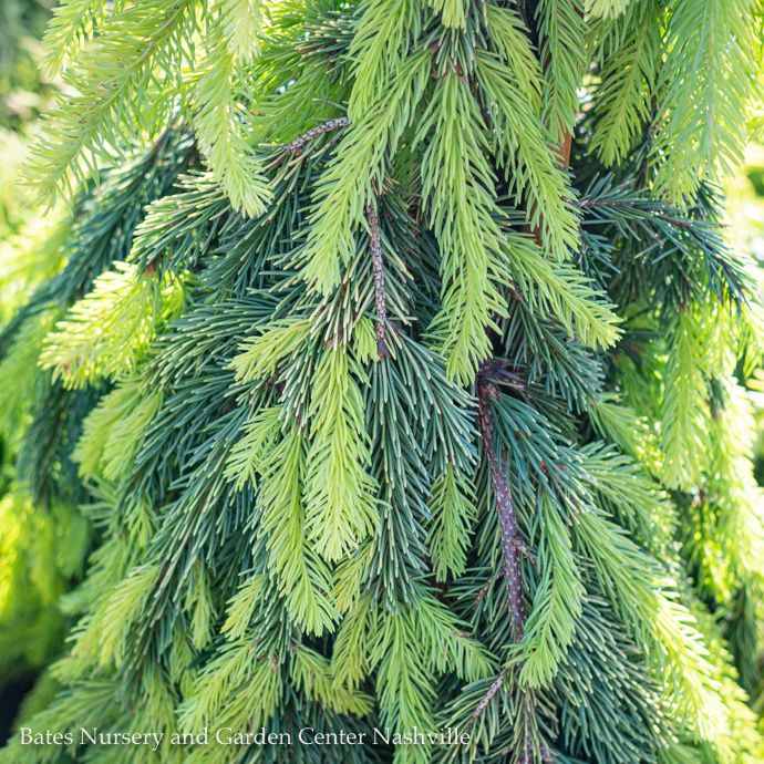 Spruce (Picea) Trees | Bates Nursery and Garden Center | Nashville, TN