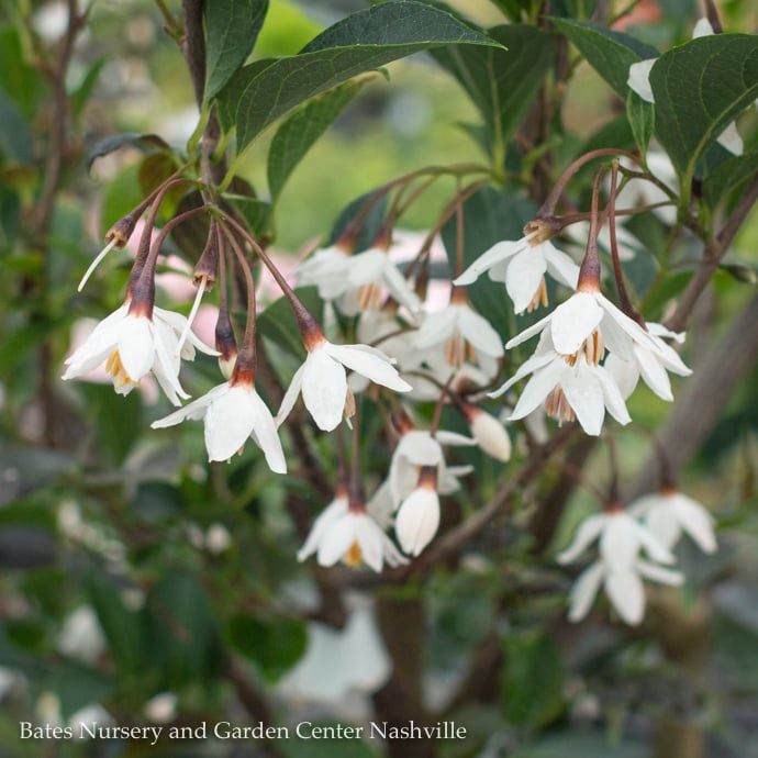 Rare & Unusual Trees | Bates Nursery & Garden Center | Nashville, TN