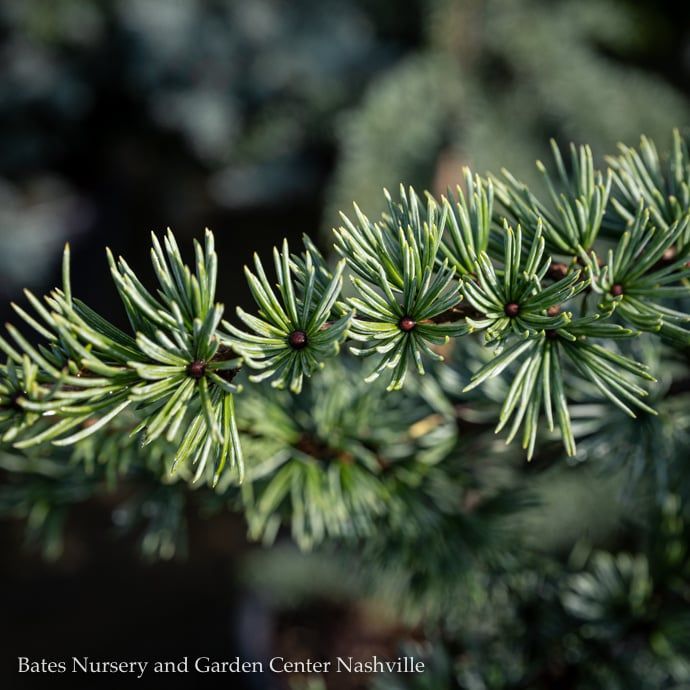 Cedar (Cedrus) Trees | Bates Nursery and Garden Center | Nashville, TN