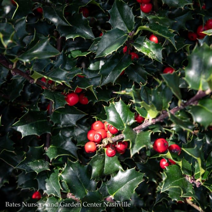 Holly (Ilex) Trees | Bates Nursery & Garden Center | Nashville, TN