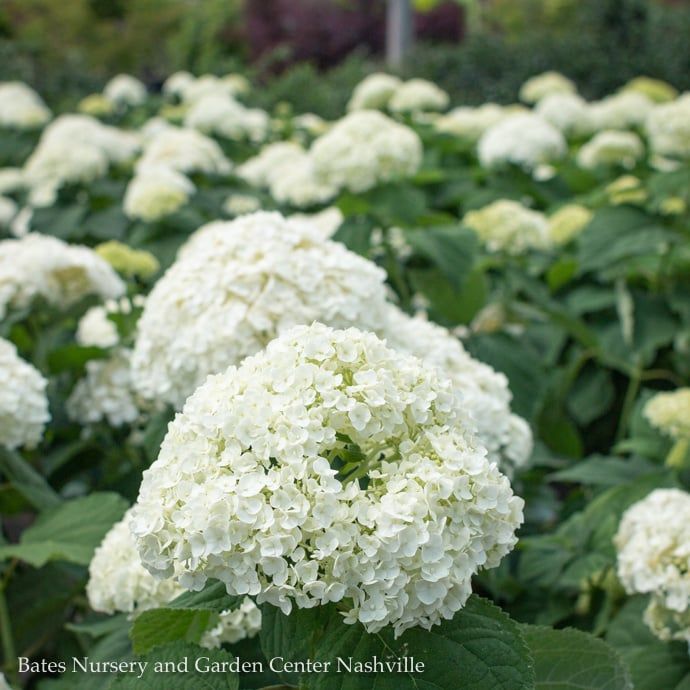 Hydrangea | Bates Nursery and Garden Center | Nashville, TN