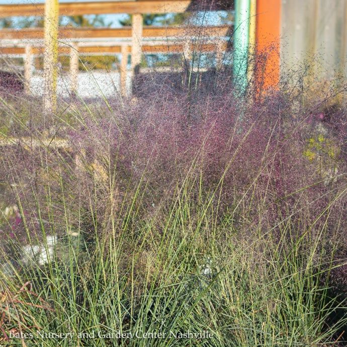 Muhlenbergia (Pink Muhly)