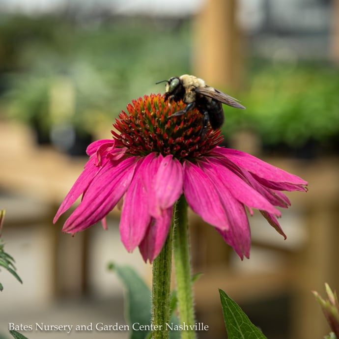 Products — Bates Nursery & Garden Center | Nashville, TN