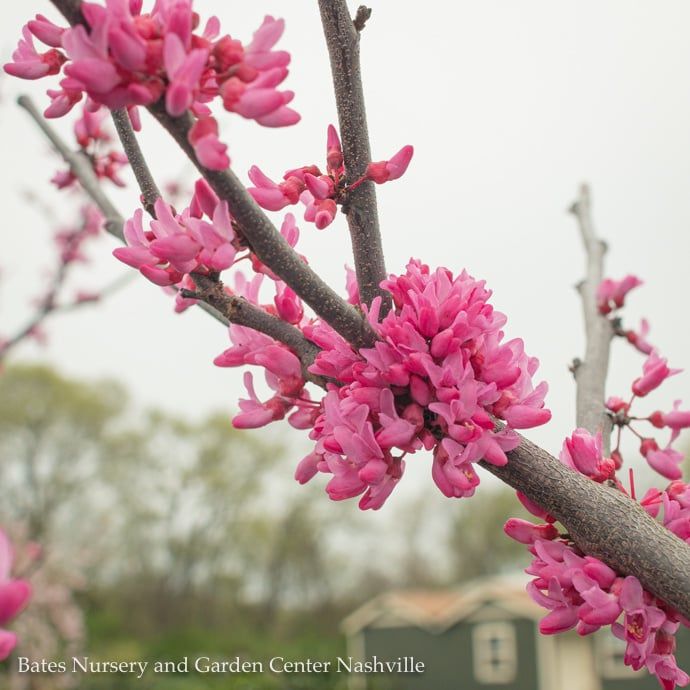 Redbud (Cercis) Trees | Bates Nursery & Garden Center | Nashville, TN