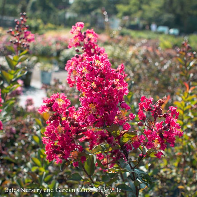Crape Myrtle (Lagerstroemia) | Bates Nursery and Garden Center ...