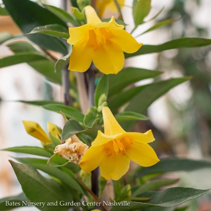 Gelsemium (Carolina Jessamine)