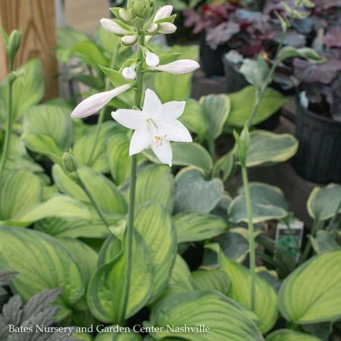 #1 Hosta x 'Guacamole'/Green w/Chartreuse