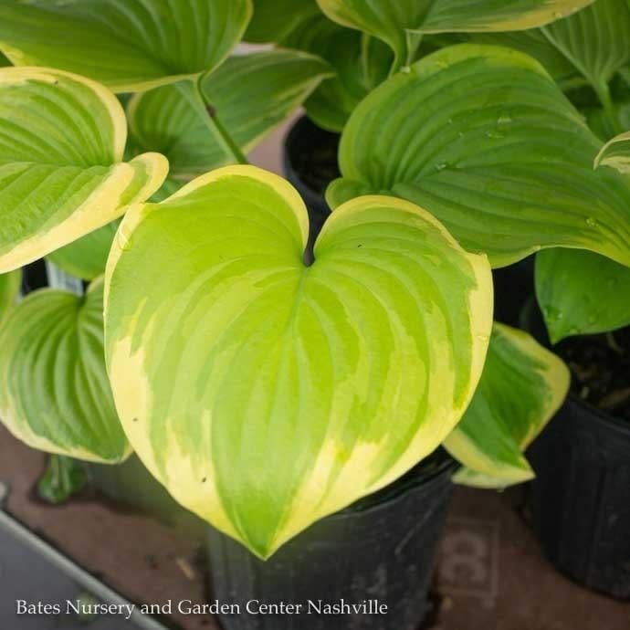 #1 Hosta Fragrant Bouquet