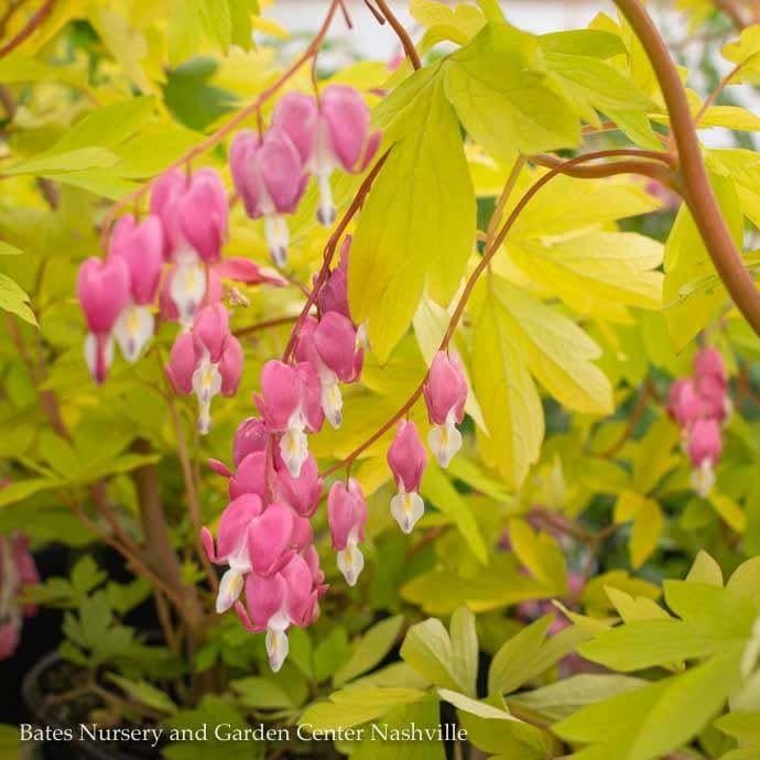 #1 Dicentra spect Gold Heart/ Bleeding Heart
