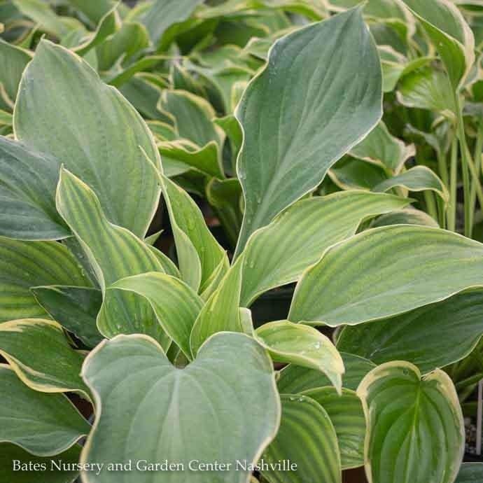 #1 Hosta Sagae/ Variegated