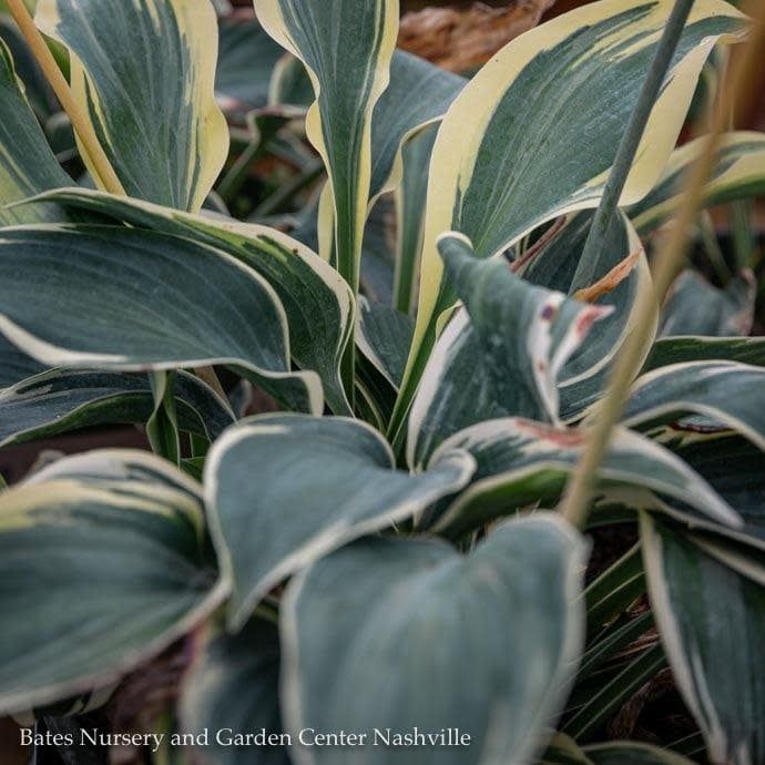 #1 Hosta Frosty Ribbons