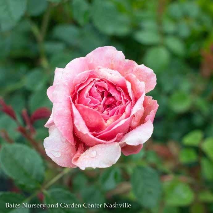 #3 Rosa Princess Alexandra of Kent/ Pink David Austin Shrub Rose - No ...