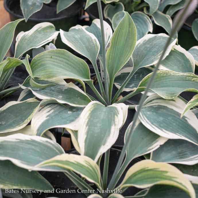 #1 Hosta First Frost/ Blue-Green w/ Cream Margins