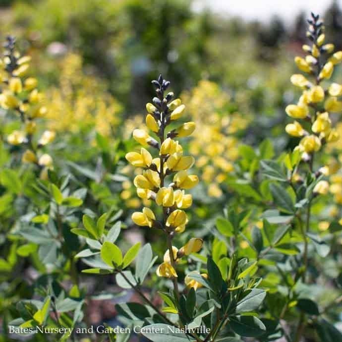#1 Baptisia x PW Decadence 'Lemon Meringue'/ Yellow False Indigo