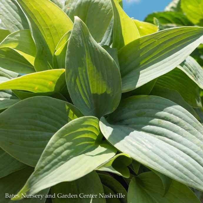 #1 Hosta Fragrant Blue