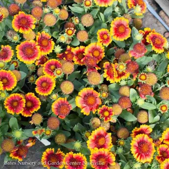 #1 Gaillardia aristata Barbican Yellow Red Ring/ Blanket Flower
