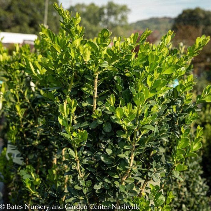 #5 Buxus sempervirens Green Tower/Columnar Boxwood
