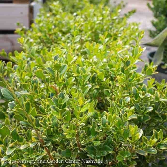 #2 Buxus microphylla Golden Triumph/Variegated Boxwood