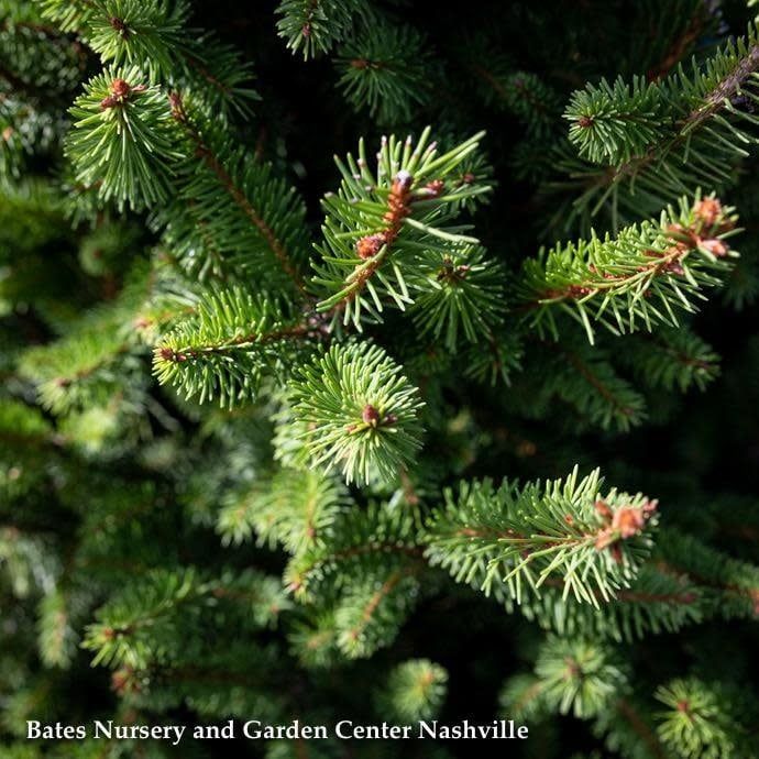 #6 Picea abies 'Sherwood Compact'/Norway Spruce