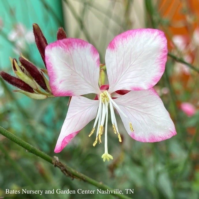 #1 Gaura lin Rosy Jane/ Pink-edged White