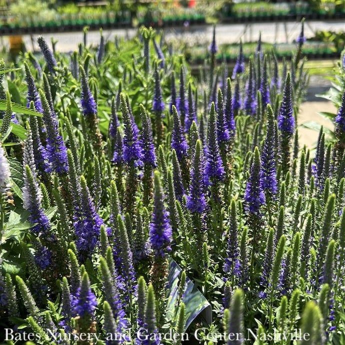 #1 Veronica spicata Royal Candles/ Purple Speedwell