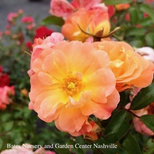 #2 Rosa Peach Drift/ Groundcover Rose - No Warranty