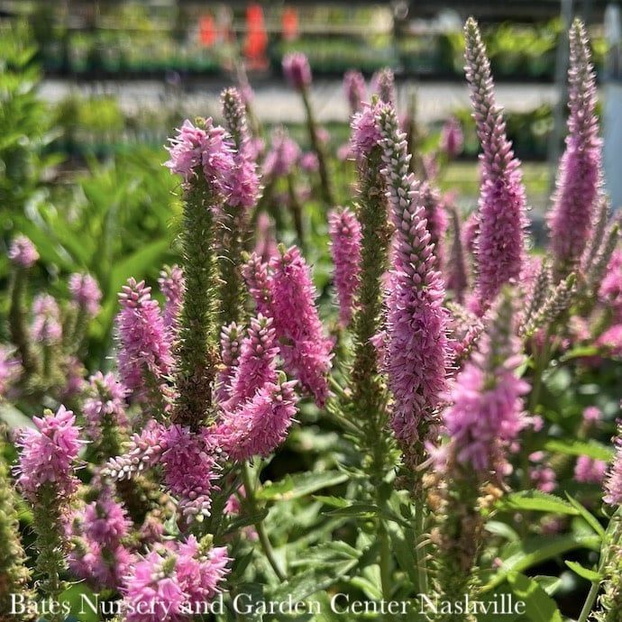 #1 Veronica x PW Magic Show Pink Potion/ Speedwell