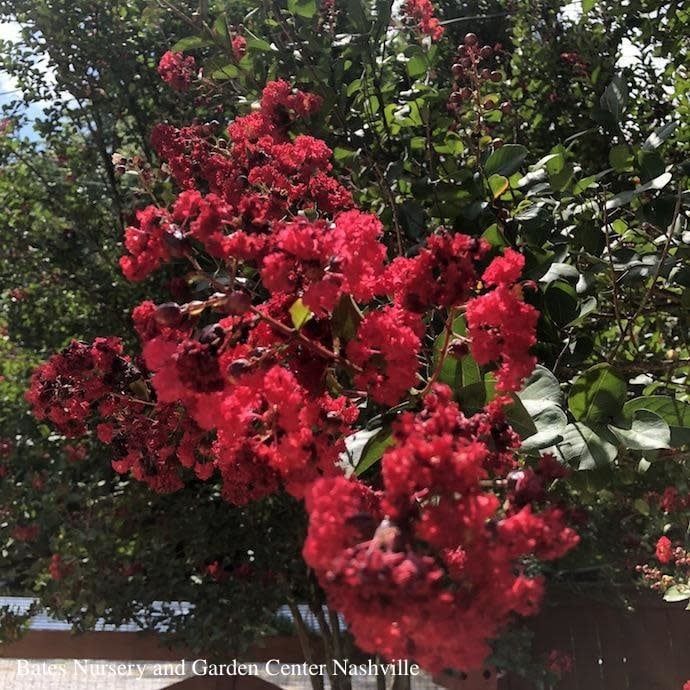 #3 Lagerstroemia Whit IV Red Rocket/ Ruby-red Crape Myrtle